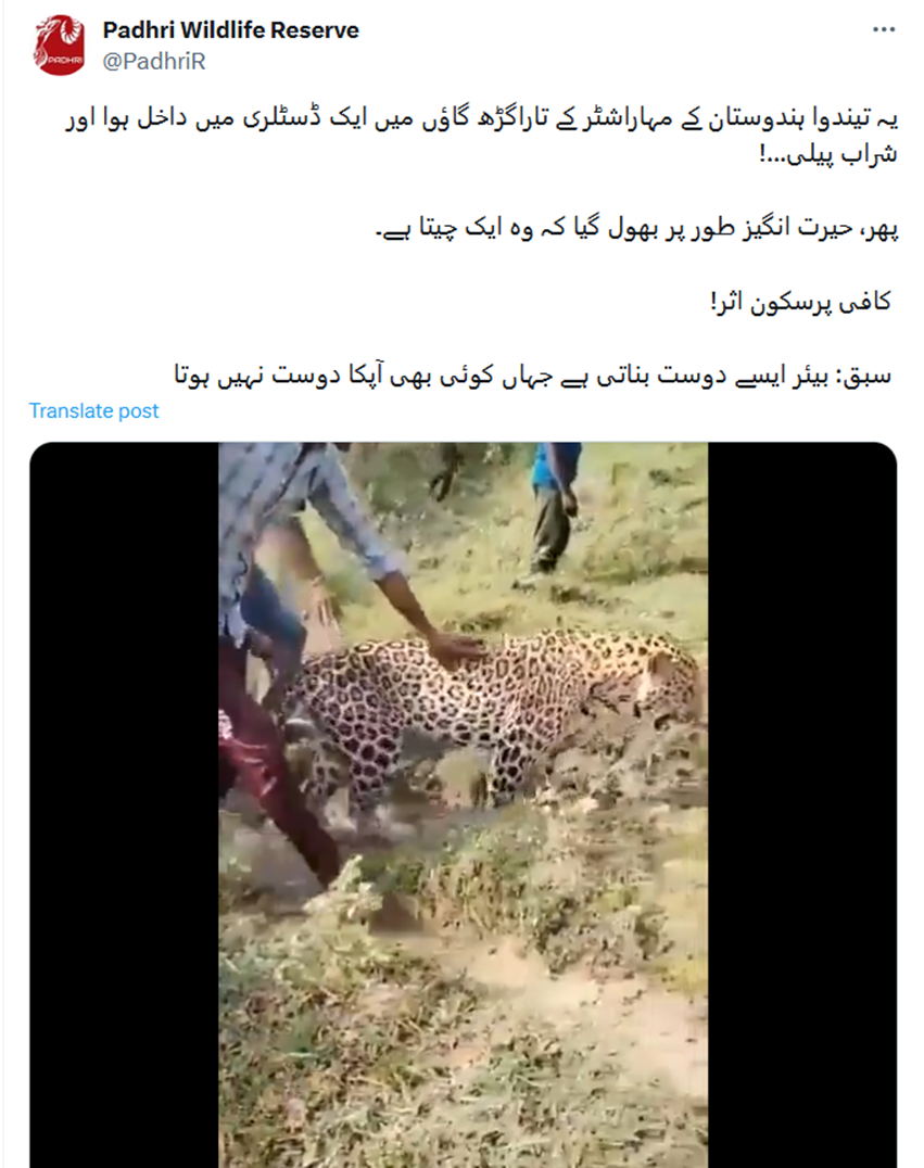 Fact-Check: Drunk Leopard Turned into Object of Ridicule. Truth Behind ...